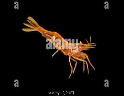 Featherstar shrimp, Hippolyte prideauxiana Stock Photo - Alamy