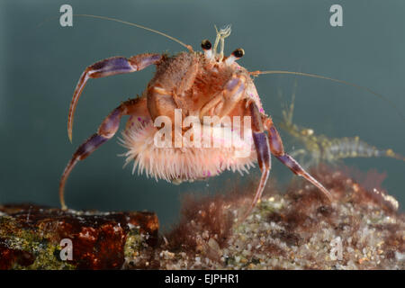 Sea anemone shells Stock Photo - Alamy