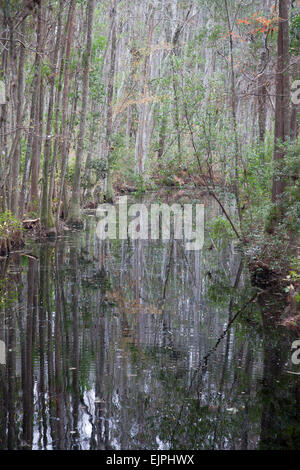 Southern swamp with trees reflecting in the still water Stock Photo - Alamy