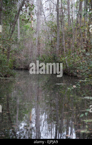 A Southern Swamp with trees and Spanish Moss Stock Photo - Alamy