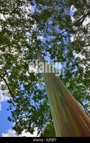 Painted Eucalyptus trees. Keahua Arboretum. Kauai, Hawaii Stock Photo ...