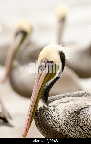 A vertical closeup shot of a white pelican on the rock near the lake ...