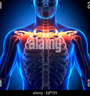 Male Clavicle Bone Anatomy - Anatomy Bones Stock Photo - Alamy