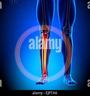 Male Tibia / Fibula - Calf Anatomy - Anatomy Bones Stock Photo - Alamy