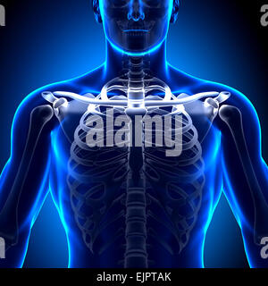 Male Clavicle Bone Anatomy - Anatomy Bones Stock Photo - Alamy