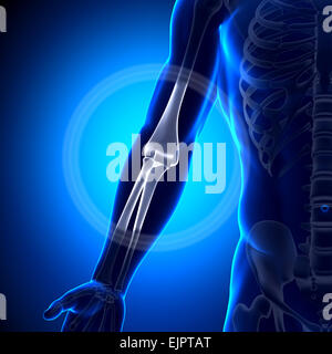 Elbow Anatomy - Anatomy Bones Stock Photo - Alamy