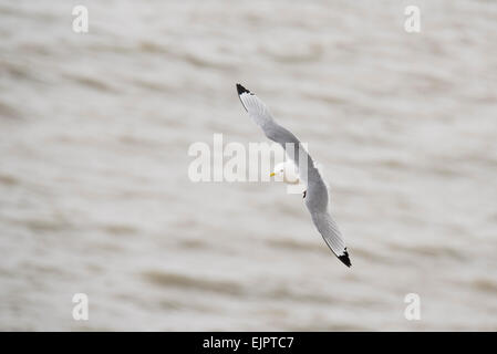 Kittiwake flying over the sea at Seaford Head, East Sussex Stock Photo ...