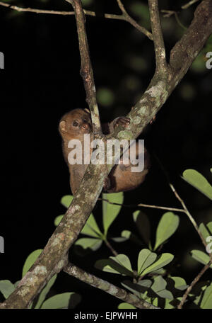 Potto Perodicticus potto adult climbing on branch night one few ...