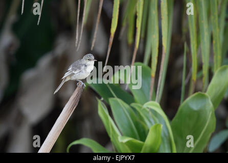 Pitcairn Reed-warbler (Acrocephalus vaughani) adult, perched on twig ...