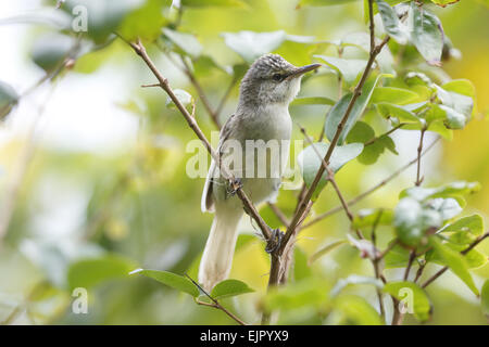 Pitcairn Reed-warbler (Acrocephalus vaughani) adult, perched on stem ...