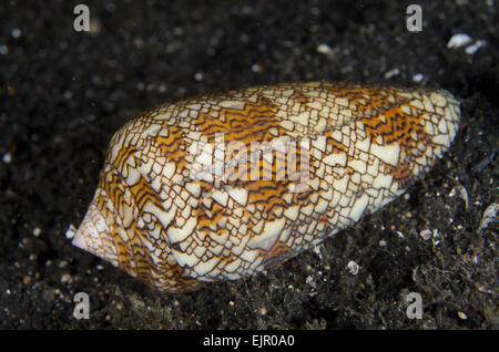 Geography cone shell, Conus geographus, Australia Stock Photo - Alamy