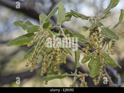 Aleppo Oak or Cyprus Oak Tree Leaves, Quercus boissieri syn Quercus ...