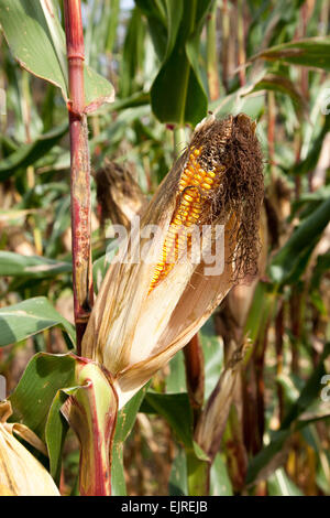 An ear of corn remains on the stalk with mold and rot forming. The top ...