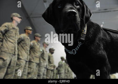 "Major Butch," a therapy dog with the 219th Medical Detachment (Combat ...
