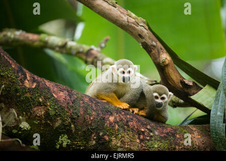 Squirrel monkey, Saimiri, Central Suriname Nature Reserve, Suriname ...