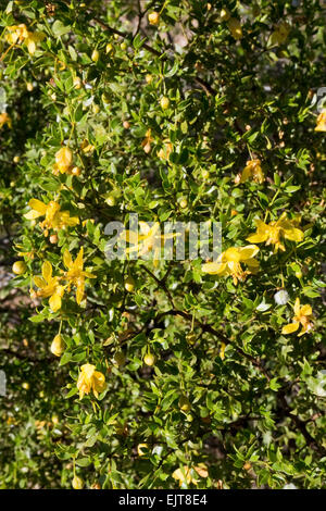Creosote bush aka: Greasewood (Larrea tridentata), Arizona Stock Photo ...