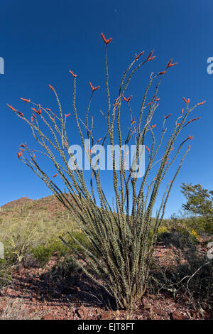 Ocotillo in bloom, Saguaro National Park, Tucson, Arizona Stock Photo ...