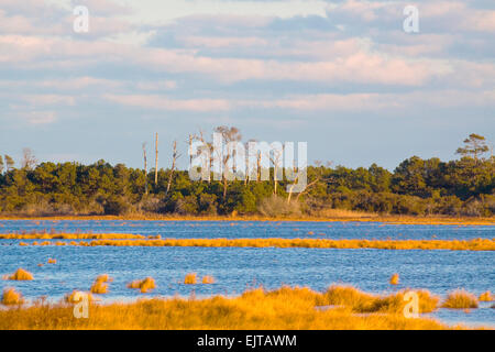 USA Virginia Assateague Island salt marsh Tom s Cove visitors learn ...