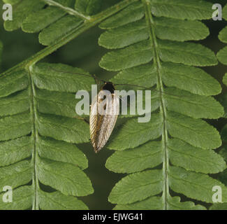 Dusky Cockroach (Ectobius lapponicus Stock Photo - Alamy