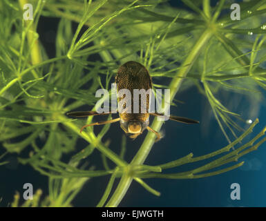 Lesser Water Boatman (Corixa punctata) adult, on submerged leaf ...
