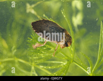 Saucer bug (Ilyocoris cimicoides Stock Photo - Alamy