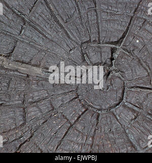 Stump tile floor as background Stock Photo - Alamy
