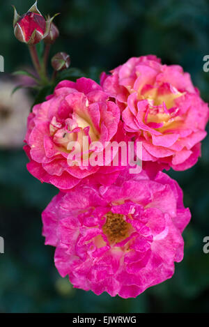 Rose, Rosa PINK FLOWER CIRCUS, Kordes floribunda Stock Photo - Alamy