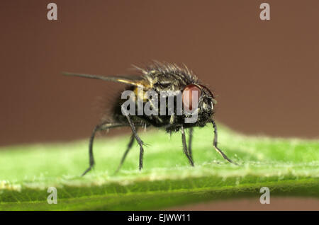 Common house fly (Musca domestica) chrysalis (pupa). Insects (Diptera ...