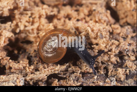 Garlic Snail (Oxychilus alliarius Stock Photo - Alamy
