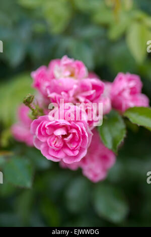 Rosa Fairy Tale Stock Photo - Alamy