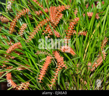 Wenzel's Dendrochilum Orchid - Dendrochilum wenzelii From Philippines ...