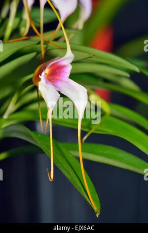 Masdevallia Orchid Hybrid Masdevallia exquisita x constricta Stock ...