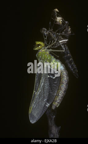 emperor dragonfly (Anax imperator), portrait of a larva with the ...