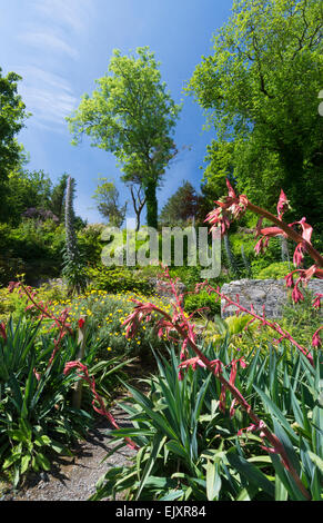 Gardens Achamore House Isle of Gigha Argyll & Bute Stock Photo - Alamy