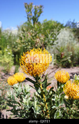 Spiky inflorescence with blue flowers and bracts of the Australian ...