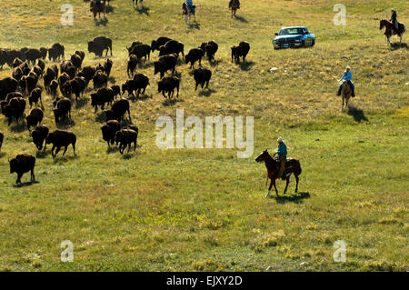 Cowboy pushing herd at Bison Roundup, Custer State Park, Black Hills ...