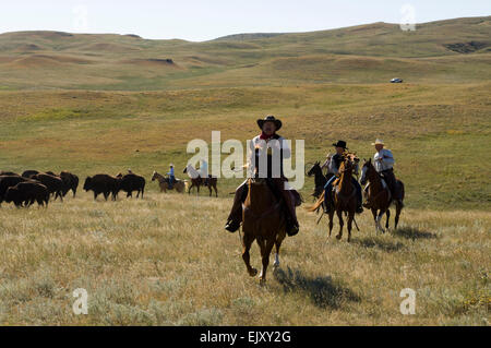 Cowboy pushing herd at Bison Roundup, Custer State Park, Black Hills ...
