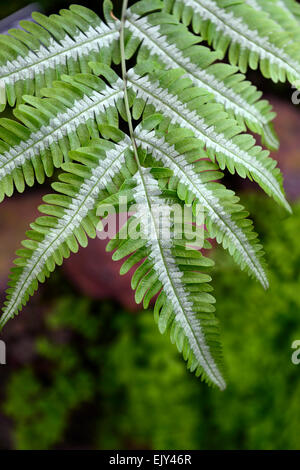 pteris argyraea fern variegated leaf leaves ferns Silver brake Closeup ...