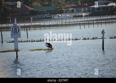 Pelican sitting on fence on harbour Merimbula harbour on the sapphire ...