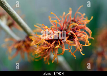 Hamamelis x Intermedia Orange Beauty. Witch Hazel Stock Photo - Alamy