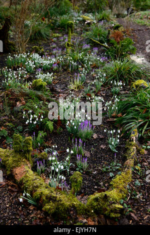 Spring Crocus flowers Stock Photo - Alamy