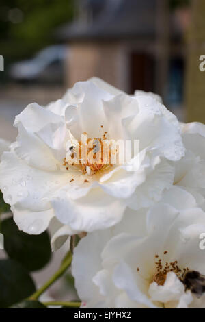 Rosa Maria Mathilda Stock Photo - Alamy