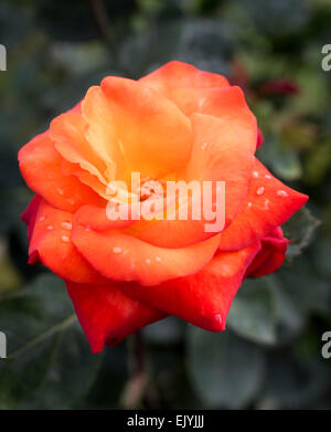 Rosa France Libre Stock Photo - Alamy