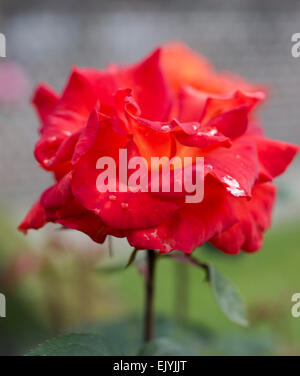 Rosa France Libre Stock Photo - Alamy
