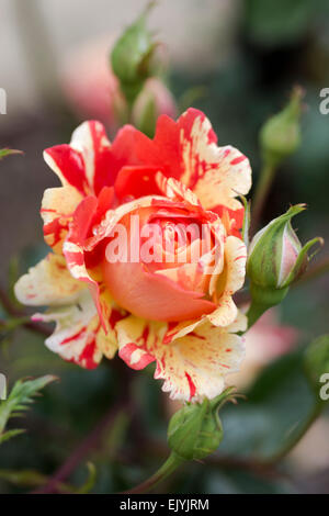 Yellow-orange Japanese Rose, Rosa rugosa, hibiscus rosa-sinensis, close ...
