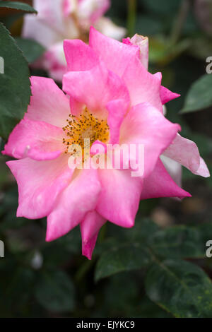 Pink rose pink parfait Stock Photo - Alamy