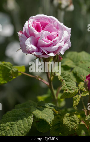 Rosa Duchesse de Rohan, centifolia rose Stock Photo - Alamy