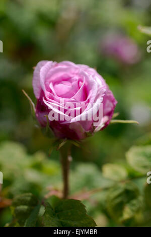 Rosa Duchesse de Rohan, centifolia rose Stock Photo - Alamy
