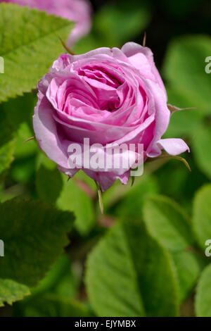 Rosa Duchesse de Rohan, centifolia rose Stock Photo - Alamy
