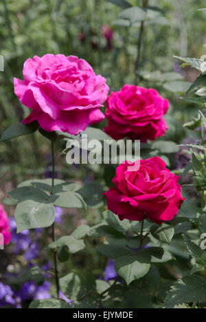 Pink Rose - Rosa "Victor Verdier" in botanical garden Stock Photo - Alamy